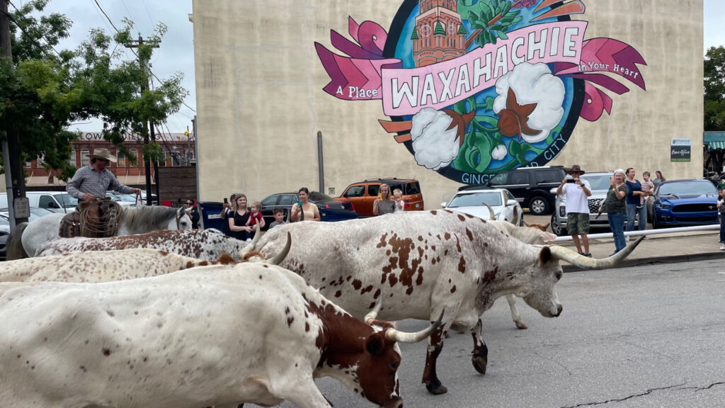 Cattle Drive, Nitro Side Show and Food Drive Kick Start Stampede of ...